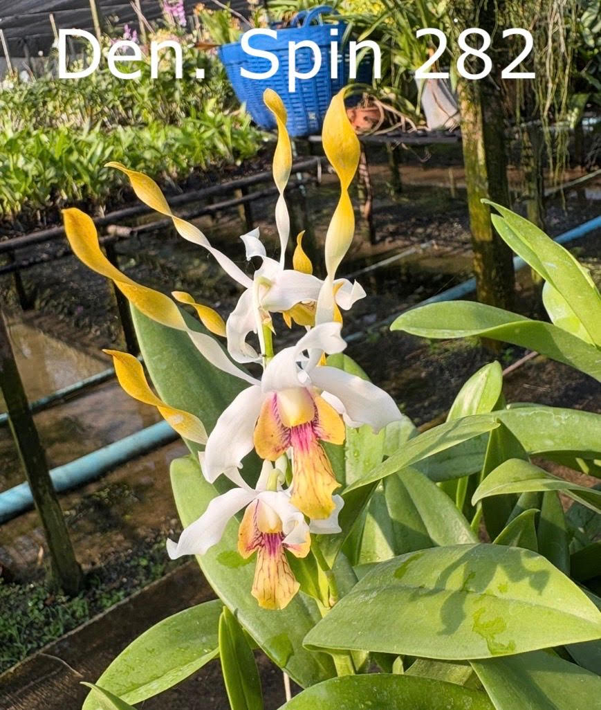 Dendrobium Dao (Spin) 282 | Calade Orchids and Tropicals