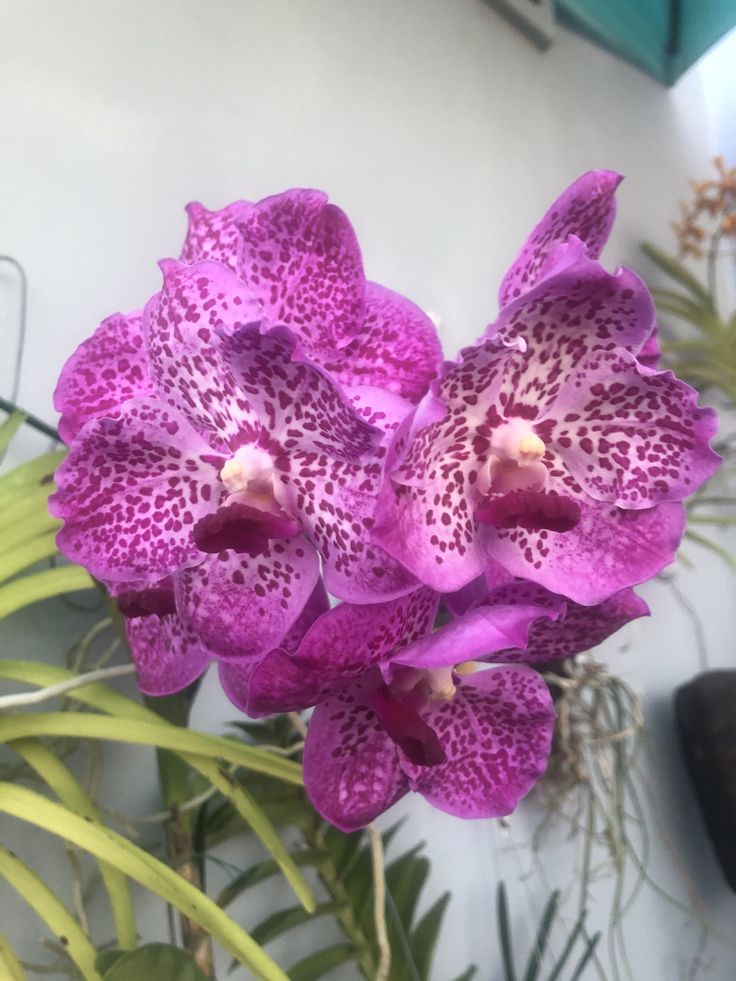 Vanda Manuvadee FCC x V. Patcharee Delight | Calade Orchids and Tropicals