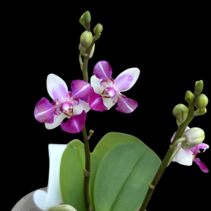 Phal. Anna Larati Soekardi 'Wilson' (peloric) | Calade Orchids and Tropicals