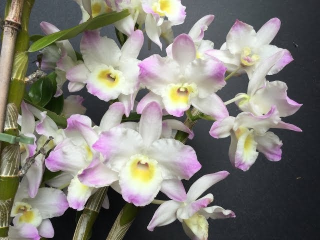Dendrobium Spring Dream 'Kumiko' | Calade Orchids and Tropicals