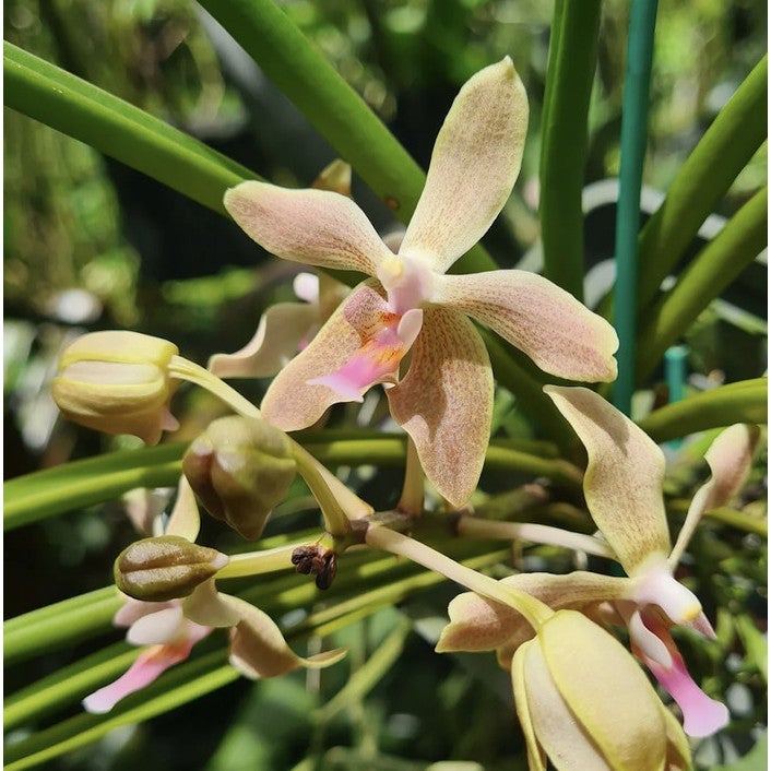 Paraphalaenopsis laycockii x limbata | Calade Orchids and Tropicals