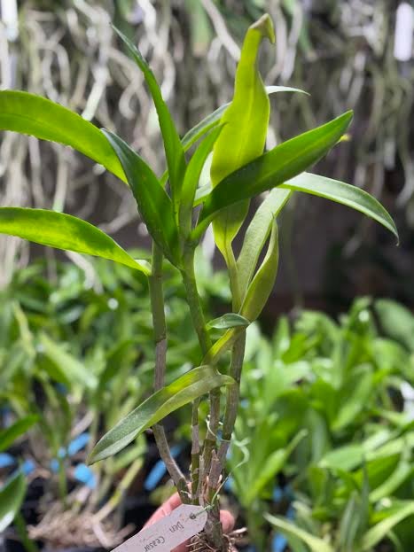 Dendrobium Caesar 'Indo' | Calade Orchids and Tropicals