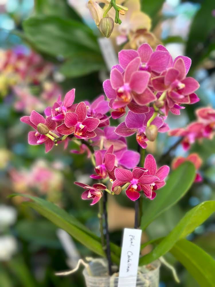 Phalaenopsis | Calade Orchids and Tropicals