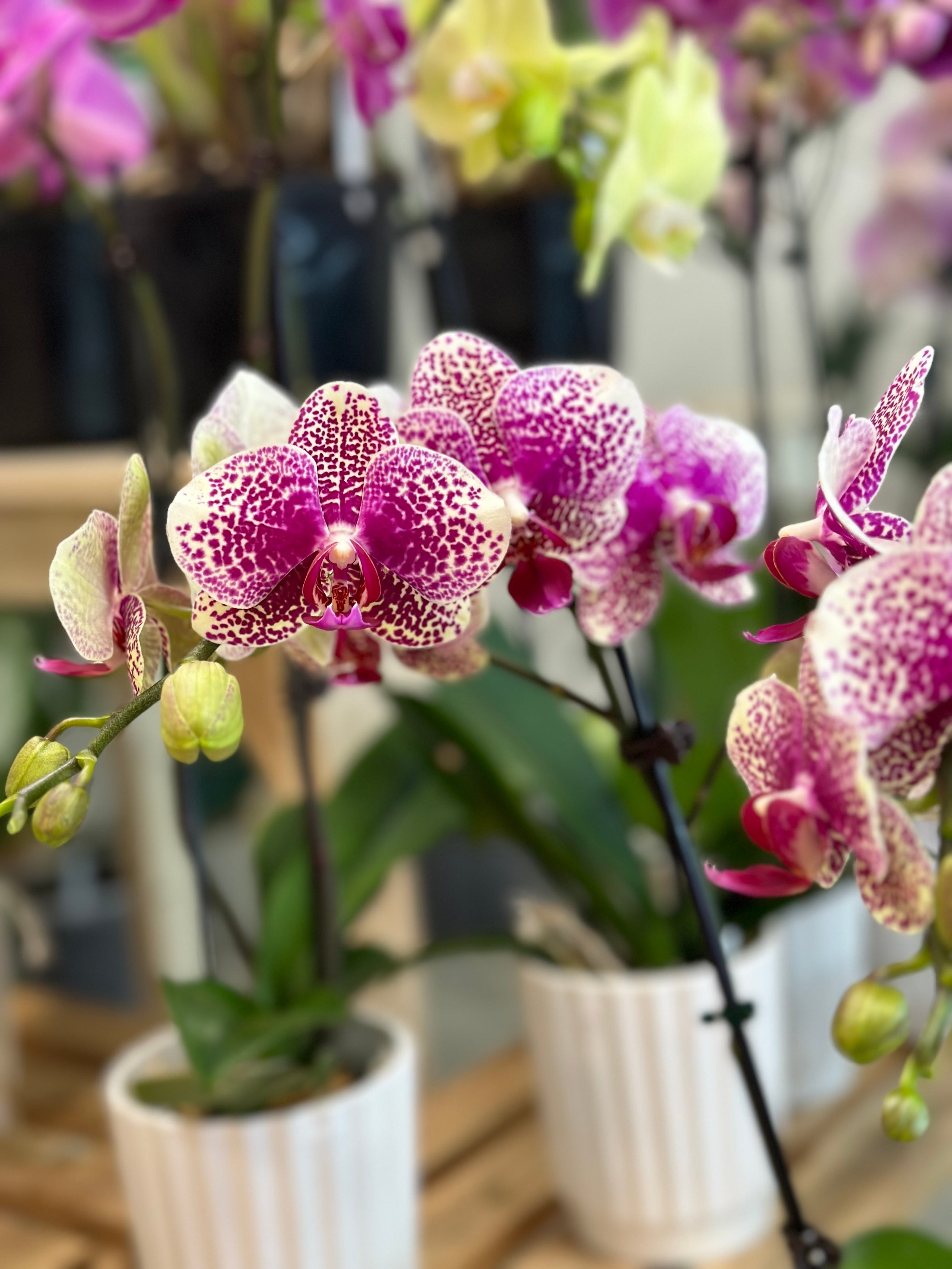 Phal. Ox Red Sesame | Calade Orchids and Tropicals